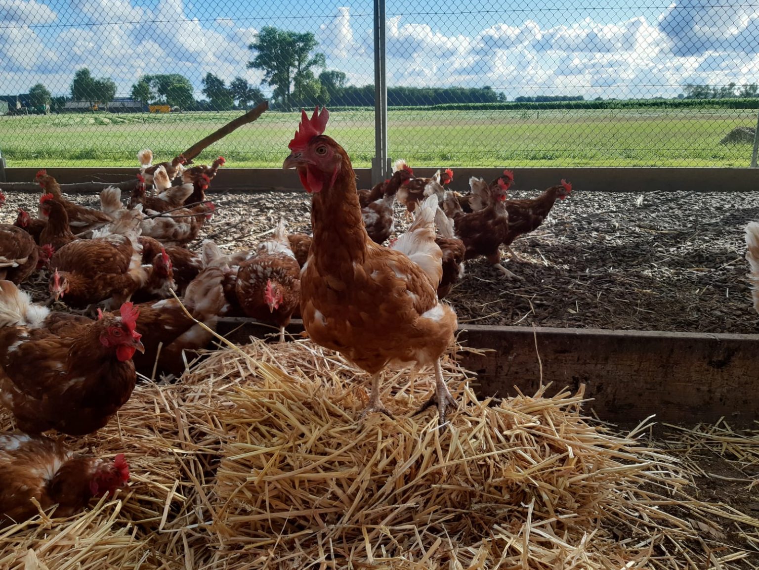 Beter Leven Kippen – Pluimveehouderij Verbeek Vaassen